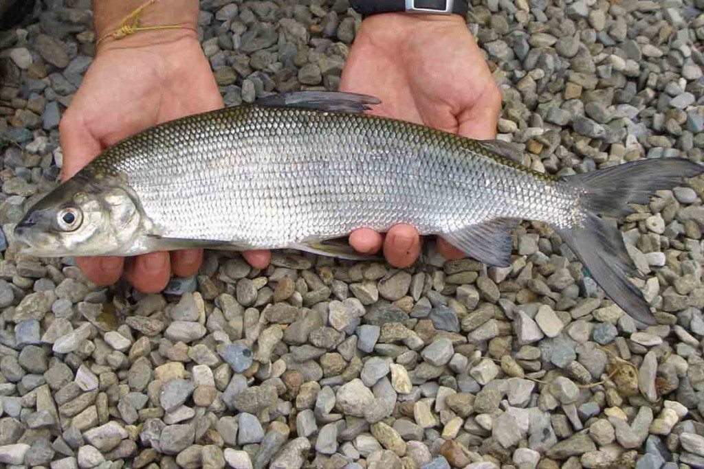 Il Coregone o Lavarello è un pesce delicato del Lago di Garda