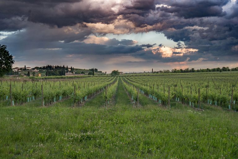 Valpolicella: Wine Region & Amarone Discoveries