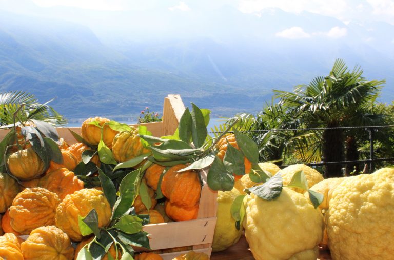Le più belle limonaie del Lago di Garda e il Cedro di Salò.