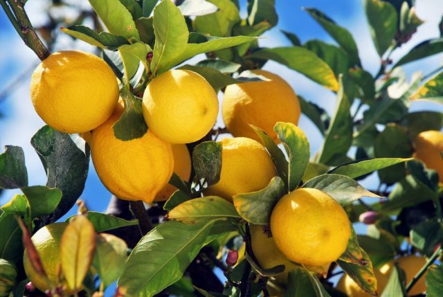 Le più belle limonaie del Lago di Garda e il Cedro di Salò.