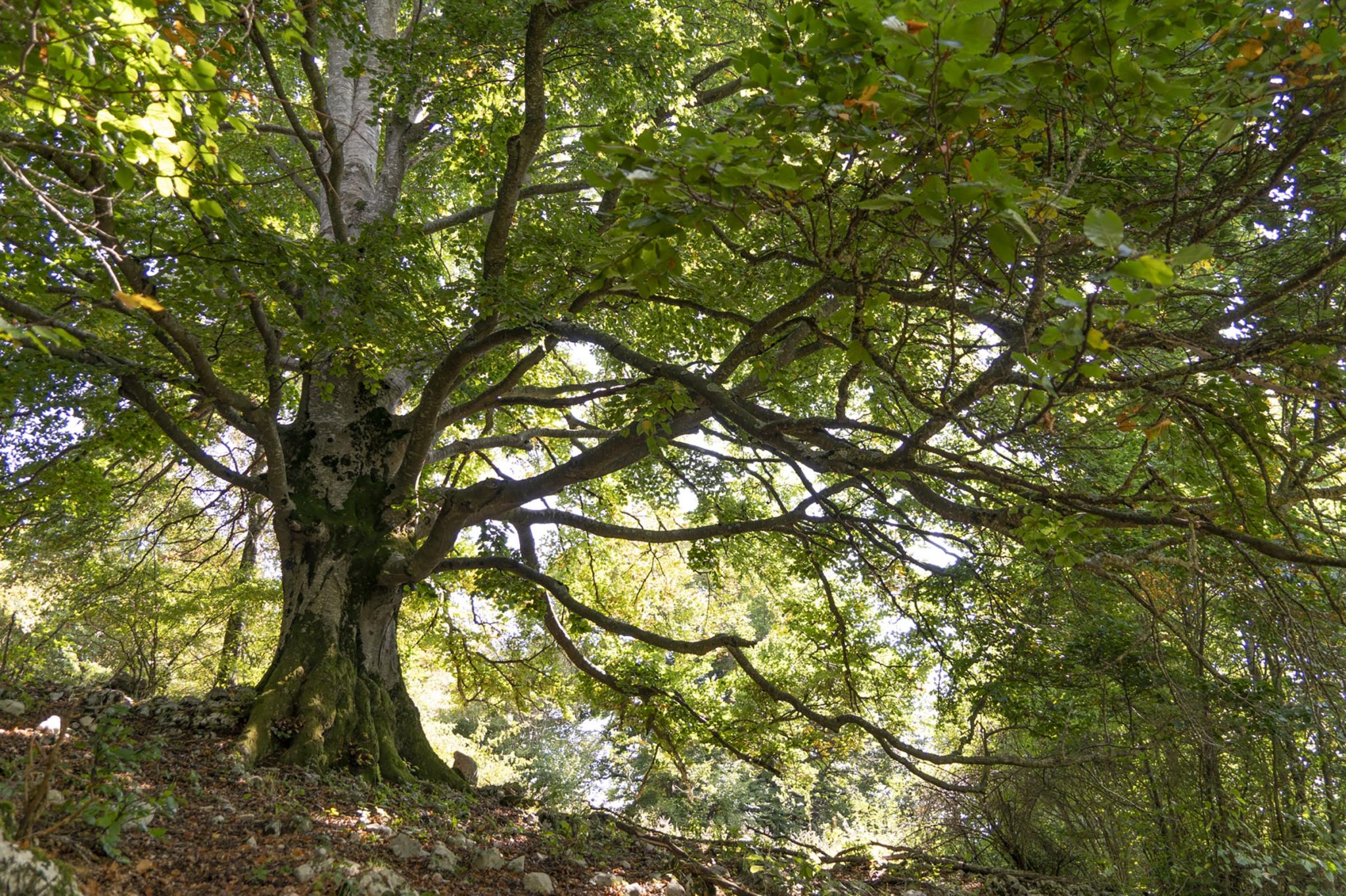 Tour della Lessinia: tutti i luoghi simbolo da visitare.