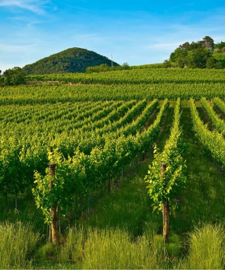 Valtenesi del Garda: territorio di-vino immerso fra borghi e colline.