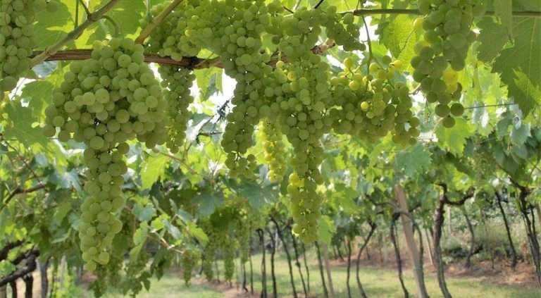 Soave: borgo più bello d’Italia 2022.